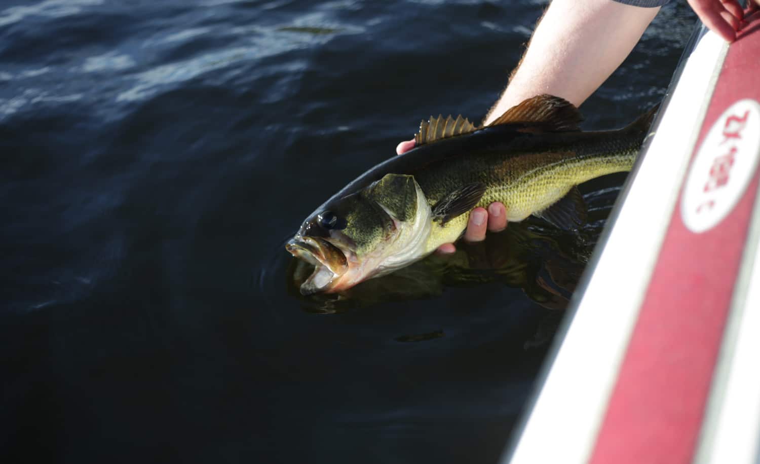 Drop Shot Fishing 101: How To Fish The Drop Shot - The Wild Provides