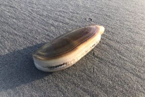 How To Dig Razor Clams: The Ultimate Guide To The Pacific's Tastiest ...